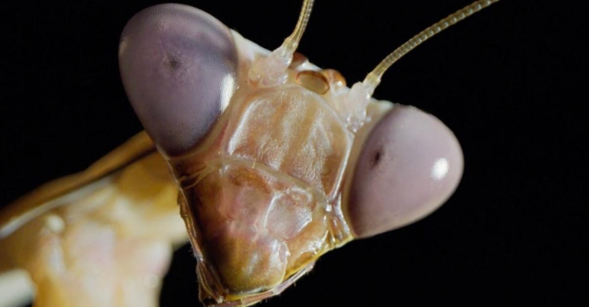 Insects on film - secrets of a wildlife cinematogr... | nearfield