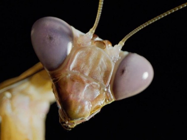 Insects on film - secrets of a wildlife cinematogr... | nearfield