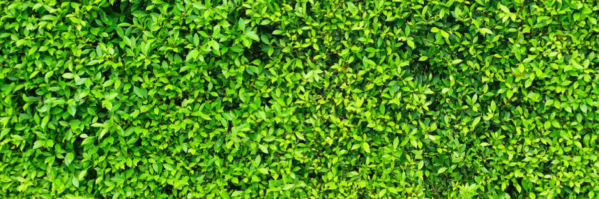 A Community of Hedges | nearfield