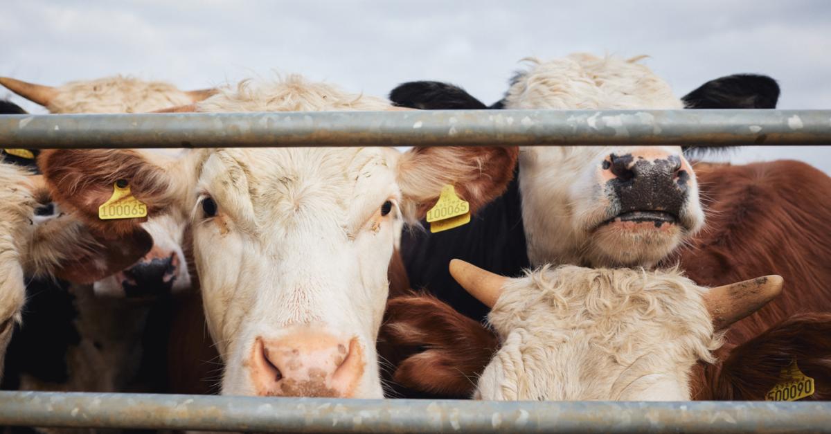 Hartley Farm Shop & Kitchen | nearfield