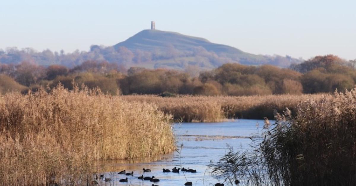 Ham Wall | nearfield